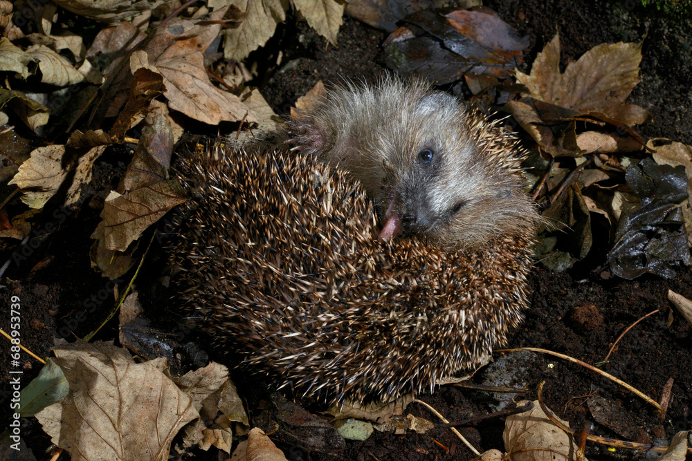 Igel (Erinaceus europaeus) - Braunbrustigel, Westeuropäischer Igel ...