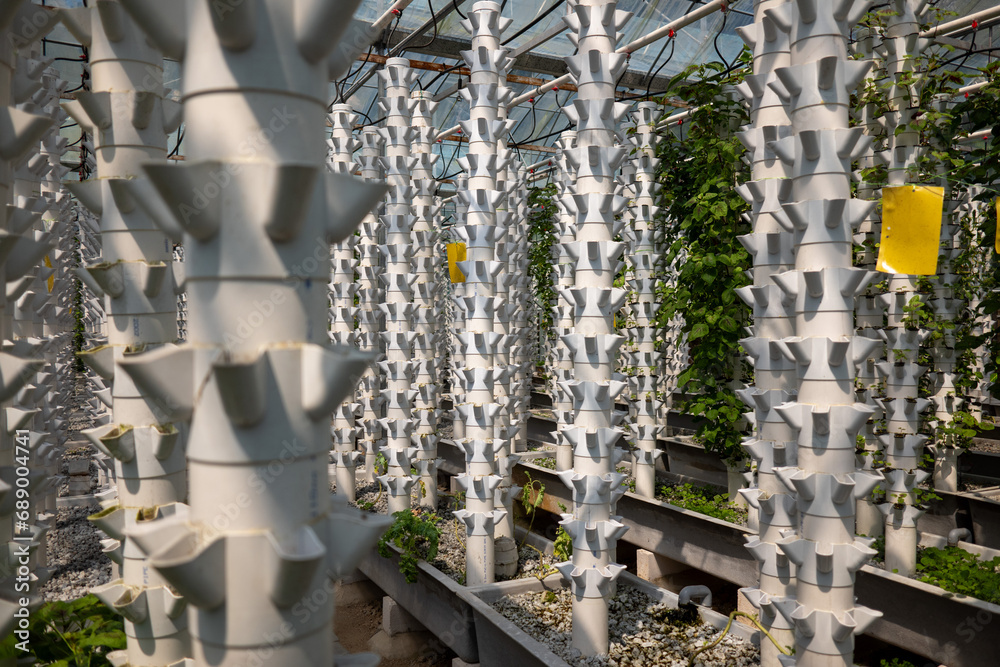 Sustainable Agriculture. Hydroponics based production method farm ...