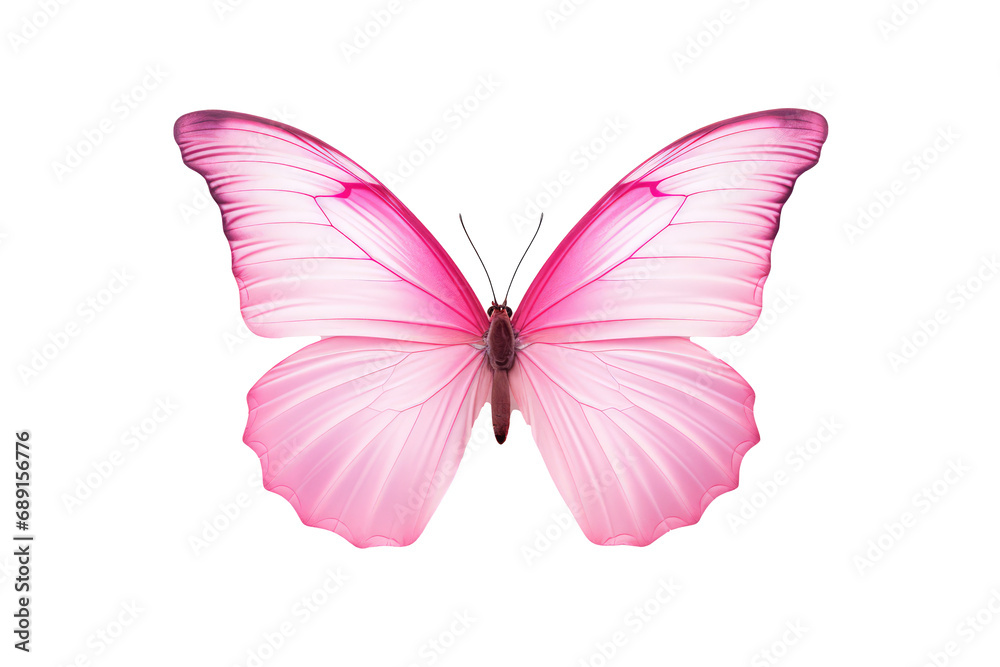 Pink Butterfly On A Plain White Background, Transparent White ...