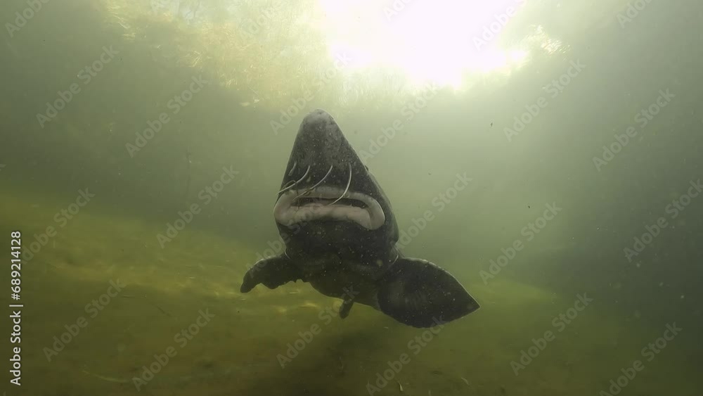 Video Stock Beluga Sturgeon Or Great Sturgeon (Huso Huso) Swimming ...
