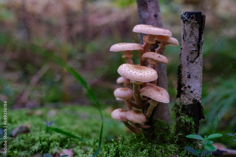 mushroom armillaria mellea - group of edible mushrooms growing in ...