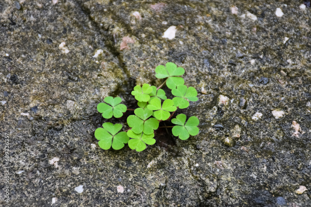 sprout growing from concrete. clovers growing from concrete gap. nature ...