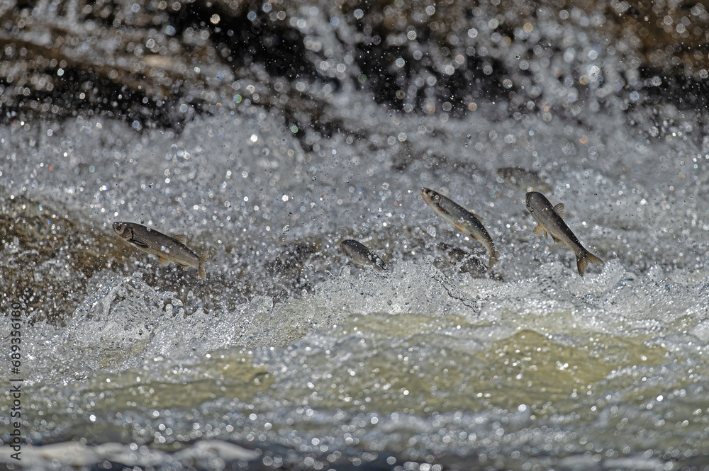 Endemic fish species living in Lake Van in Turkey. Chalcalburnus ...