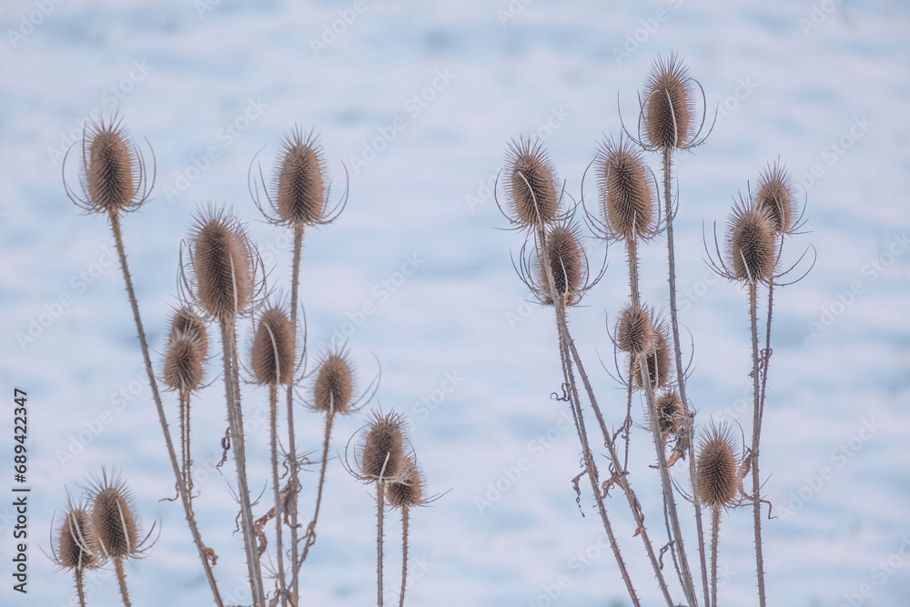 Dry flowers of wild teasel or fullers teasel, dipsacus fullonum or ...