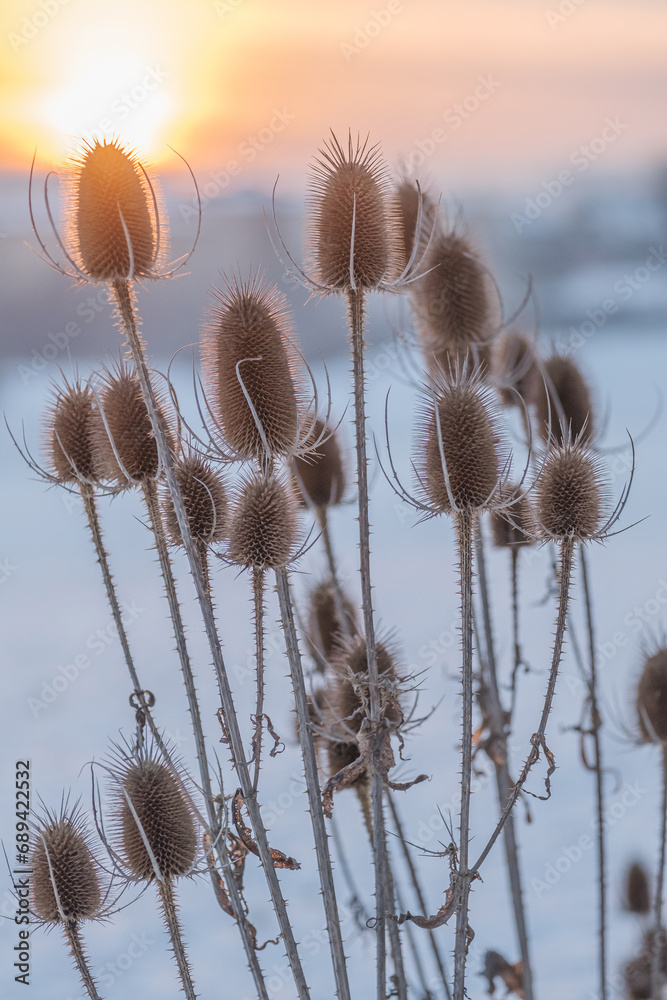 Dry flowers of wild teasel or fullers teasel, dipsacus fullonum or ...
