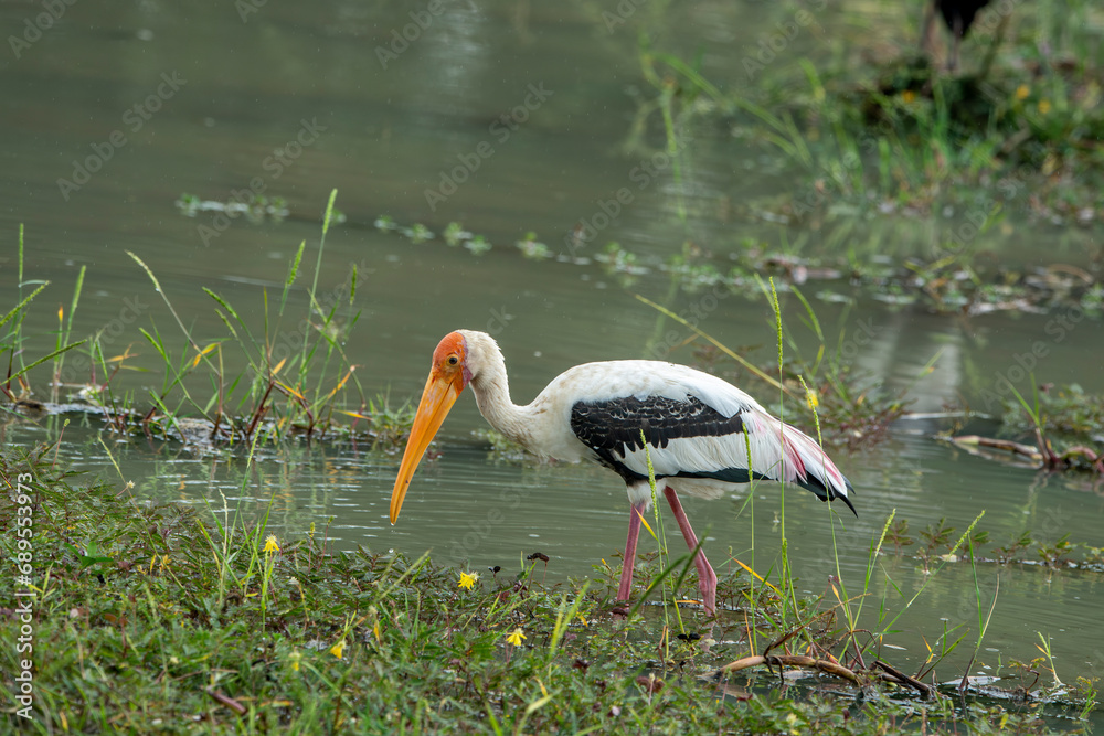 The painted stork is a large bird species from the stork family. Found ...