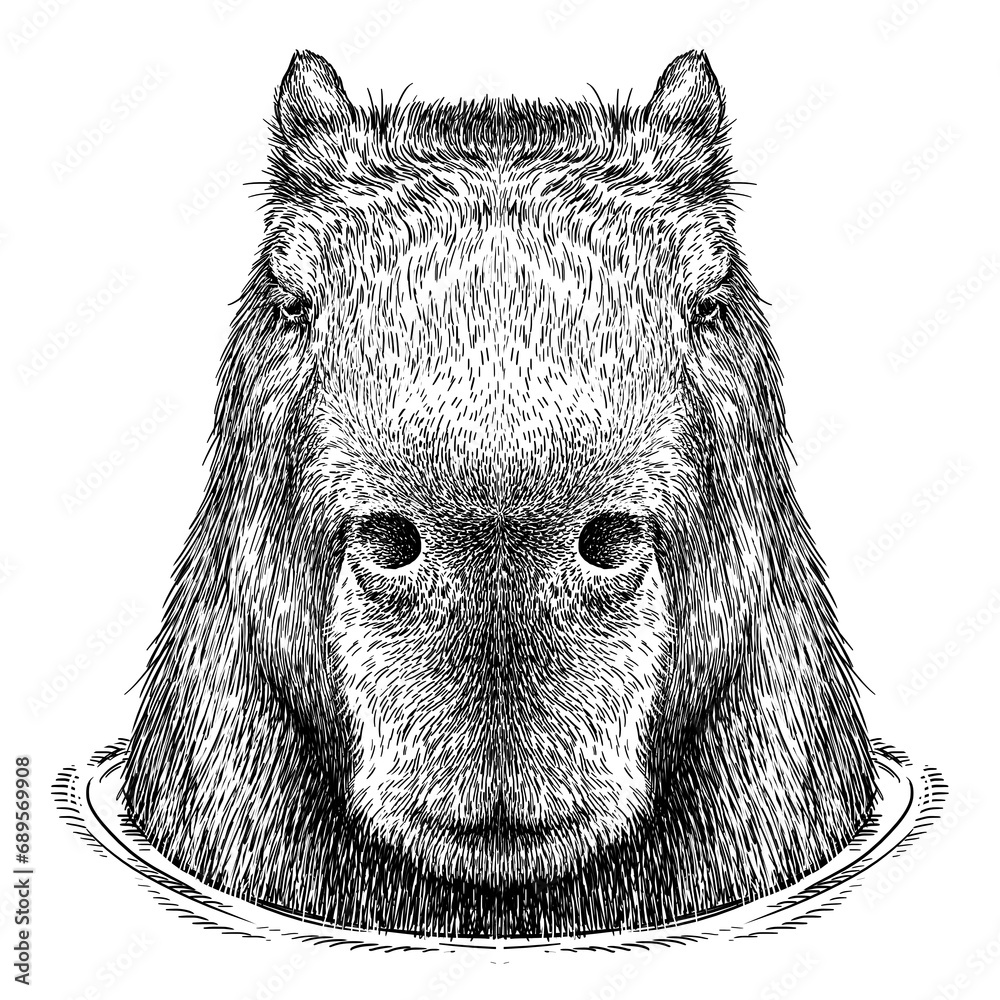Vintage engraving isolated capybara set illustration rodent ink sketch ...