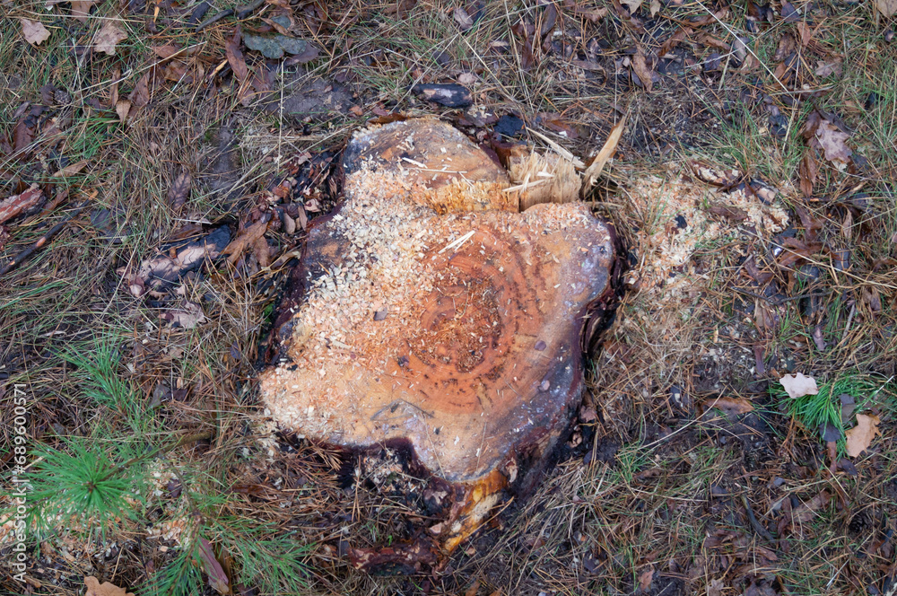 Tree stump in a forest setting, showcasing the natural cycle of life ...