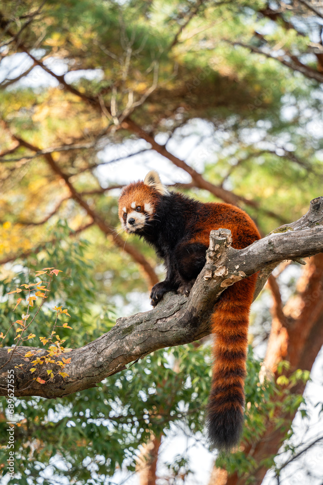 Cute red panda living in a zoo in Japan with tree branch and ground ...