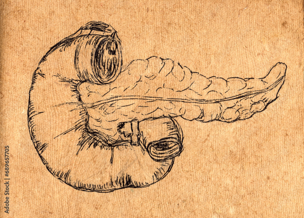 Ink pen illustration on aged paper portraying the anatomy of the ...