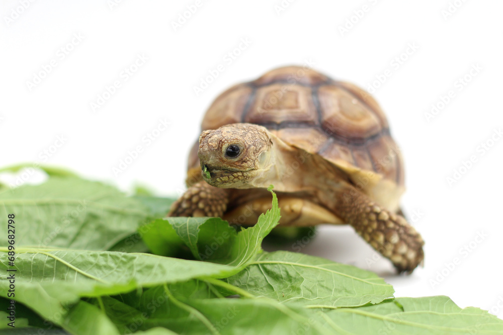 Cute small baby African Sulcata Tortoise in front of white background ...