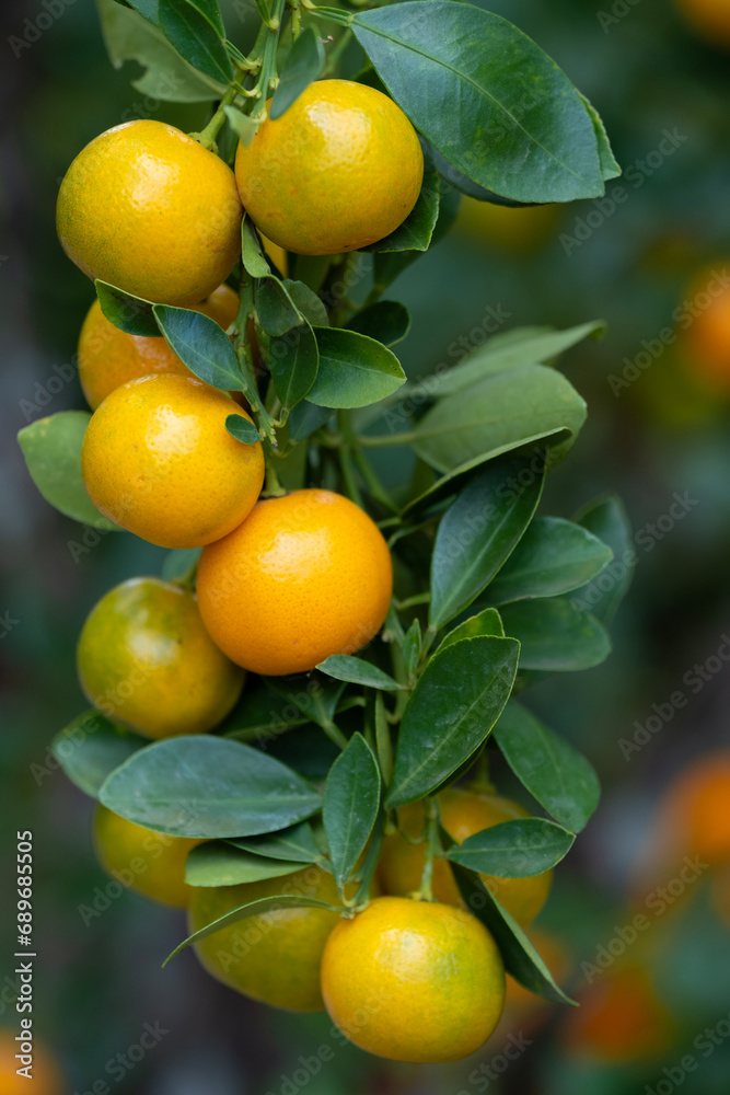 The octopus tree is an ornamental fruit tree, a small woody tree. Stock ...