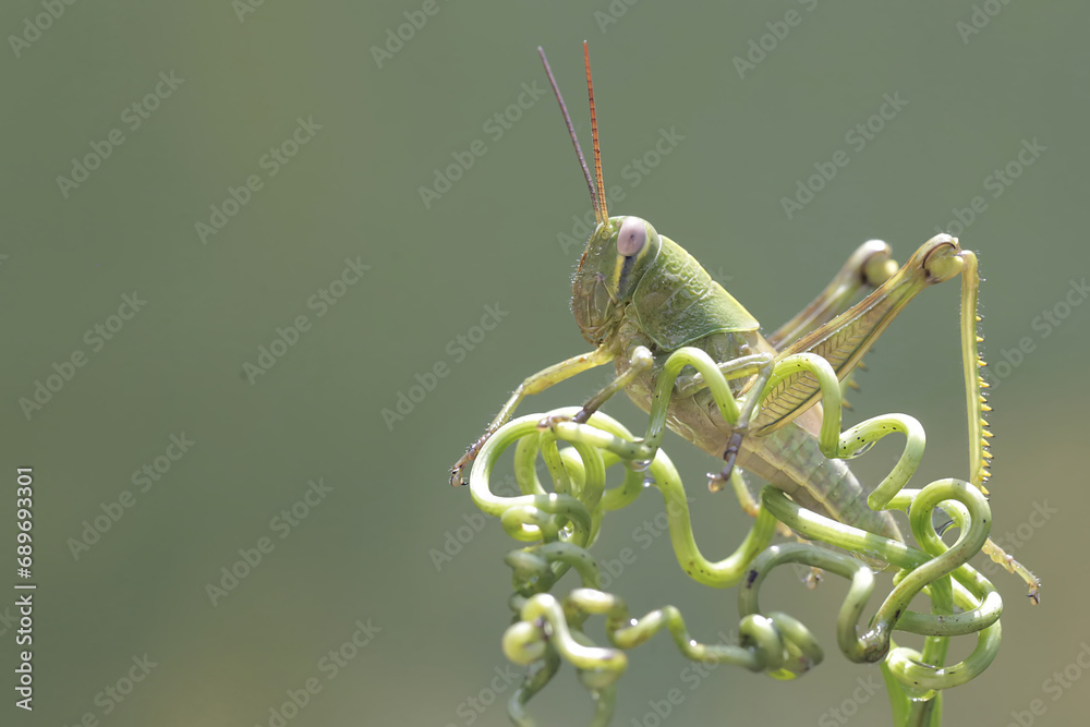 A young grasshopper is eating the tendrils of a vine. This insect likes ...