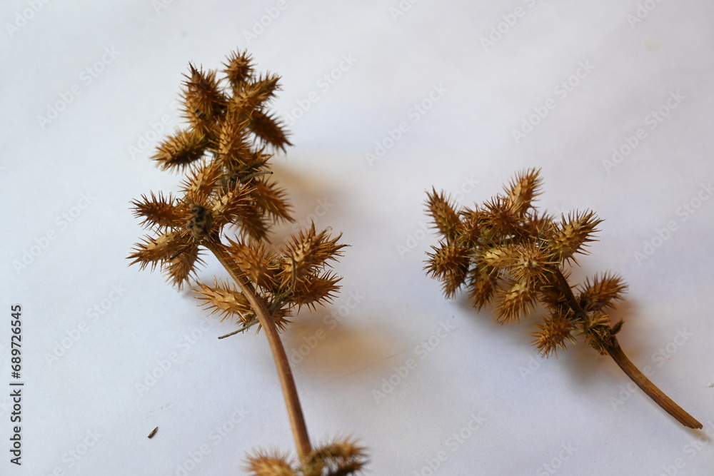 Dry Xanthium strumarium on white background. Its other names rough ...