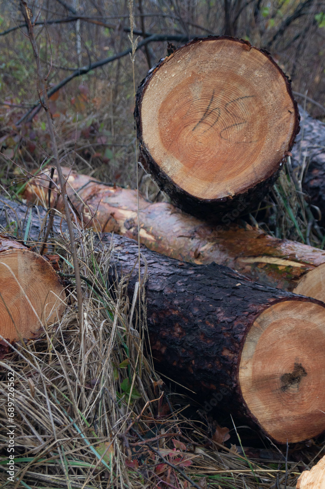 Freshly cut tree logs in a natural setting; close-up of timber, visible ...