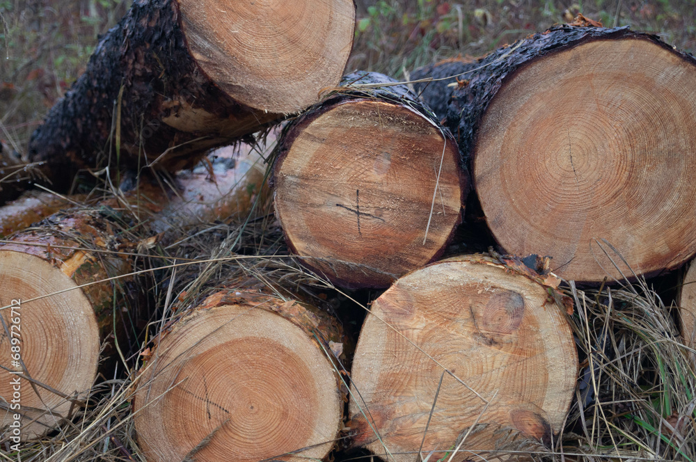 Stacked lumber in forest, freshly cut tree logs with visible annual ...