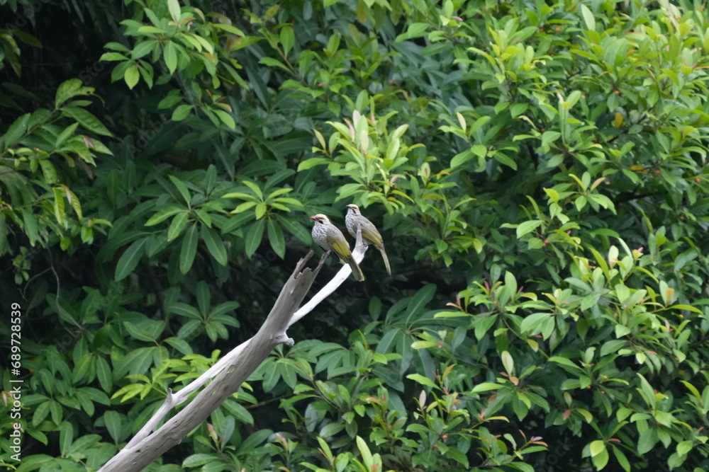 The Straw-headed Bulbul, scientifically known as Pycnonotus zeylanicus ...