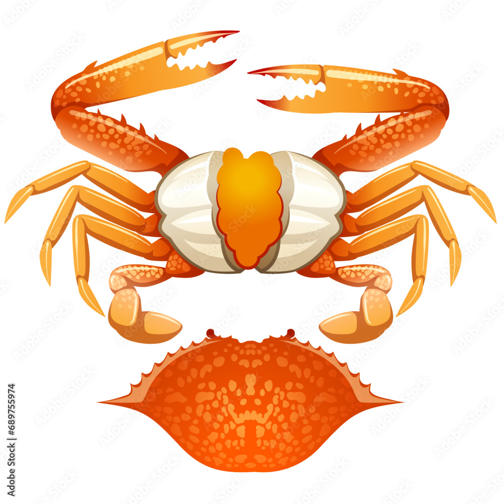 Seafood Raw crab isolated on white background. Hand drawn sketch of ...