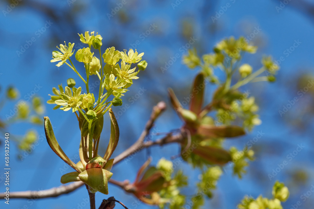 The flower buds of the holly maple are blooming (lat. Acer platanoides ...