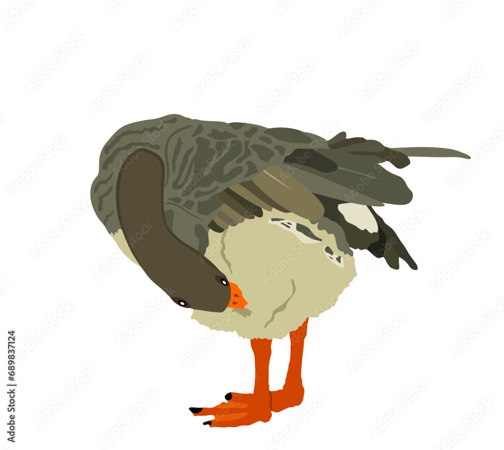Gray Chinese goose vector illustration isolated on white background ...