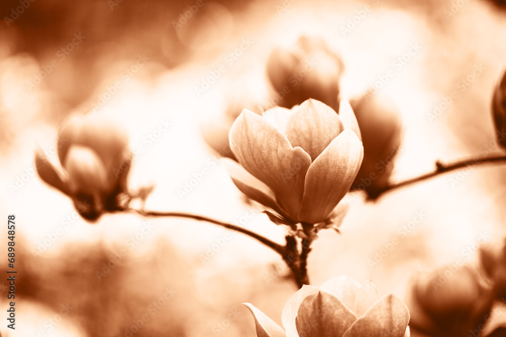 Beautiful beige magnolia blossoms in the spring. Demonstrating color of ...
