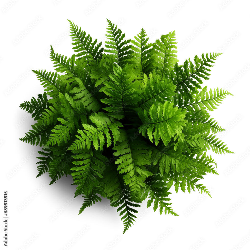 Fern bush with green leaf isolated on transparent background, top view ...