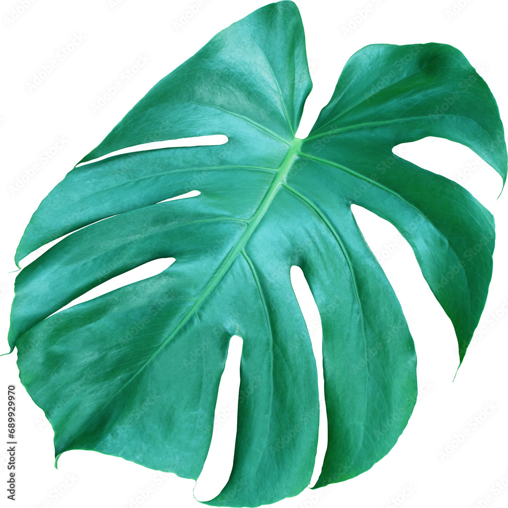 tropical jungle monstera leaves , Swiss Cheese leaf tree isolated on ...