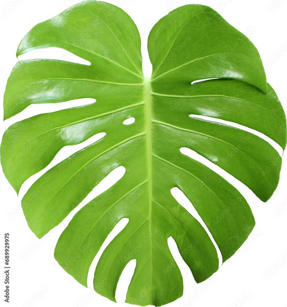 tropical jungle monstera leaves , Swiss Cheese leaf tree isolated on ...
