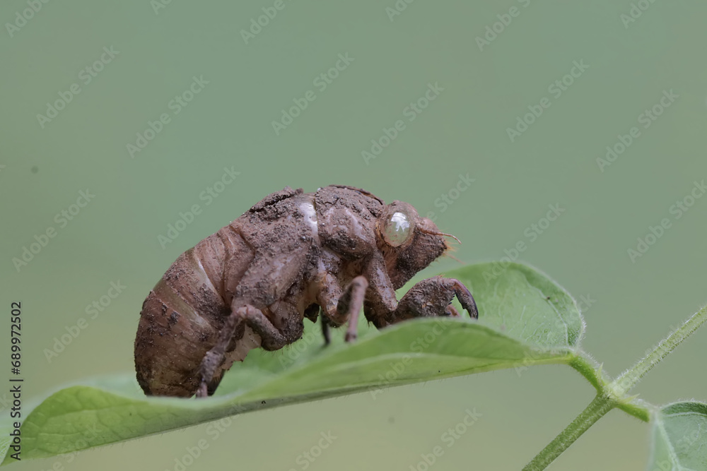 The remaining skin from the molting process of an evening cicada is ...
