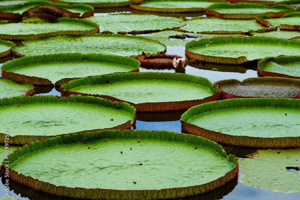 Many large lotus leaves Floating on the surface of the water in a ...