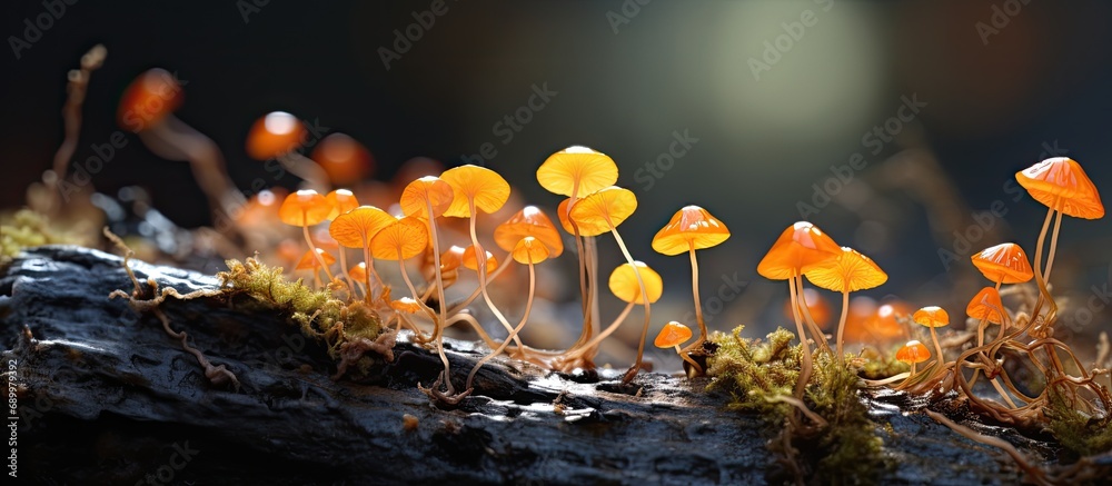 Physarum slime mold, a type of slime mold or myxomycete, spreads on ...