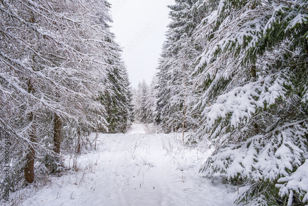 Snowy larch trees and spruces in a forest in winter Stock-Foto | Adobe ...