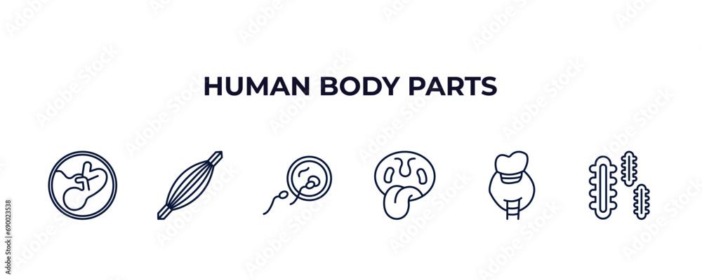 outline icons set from human body parts concept. editable vector such ...