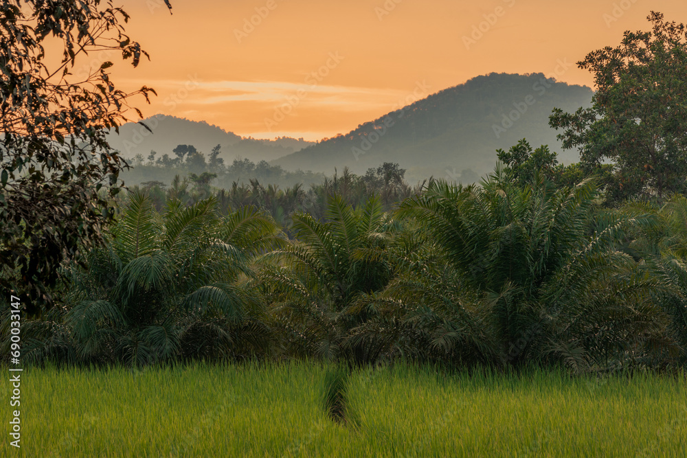 The close background of the green rice fields, the seedlings that are ...