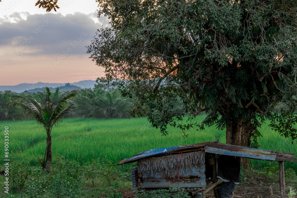 The close background of the green rice fields, the seedlings that are ...