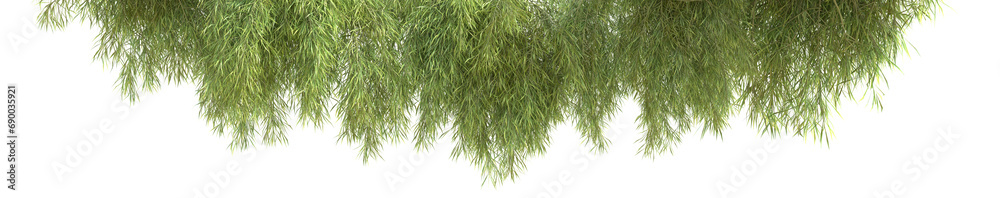 Acacia cognata or Bower wattle tree with isolated on transparent ...