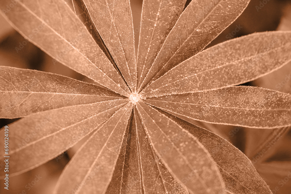 Beautiful peach fuzz color lupin leaf closeup. Trendy Color of the year ...