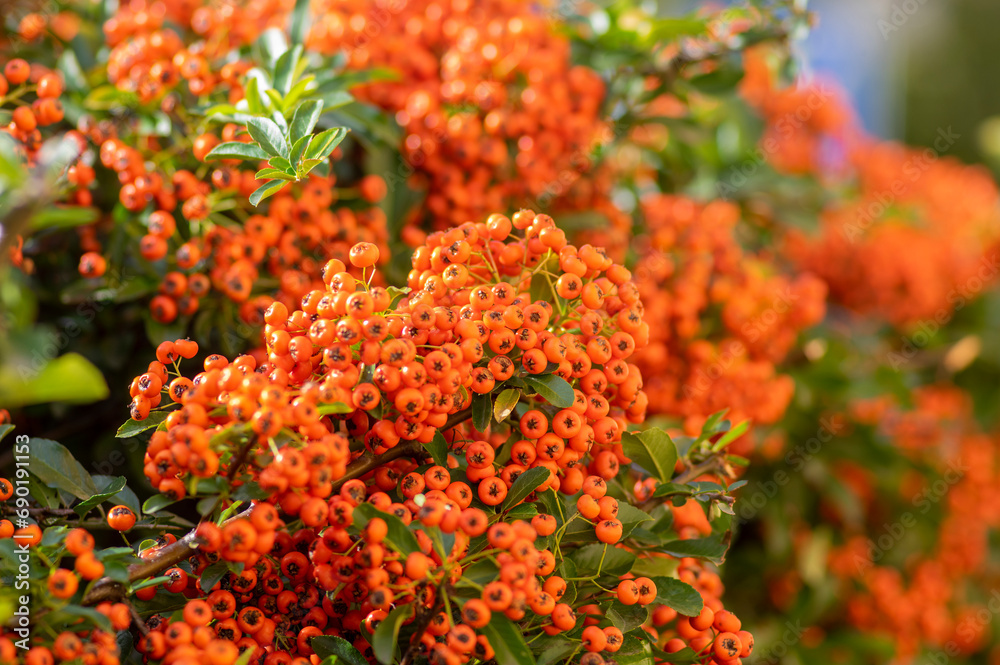 Pyracantha coccinea scarlet red firethorn ornamental shrub, orange ...