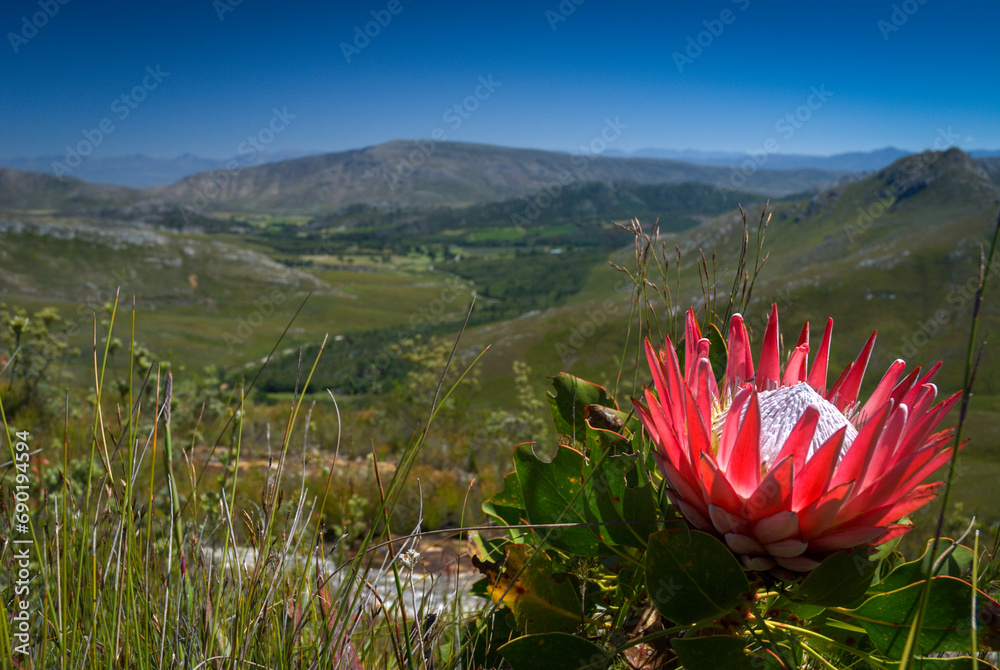 king protea, Protea cynaroides, the largest flower head in the Protea ...
