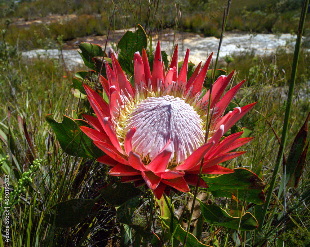 king protea, Protea cynaroides, the largest flower head in the Protea ...