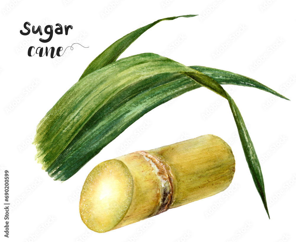 Watercolor illustration of sugar cane close up. Design template for ...