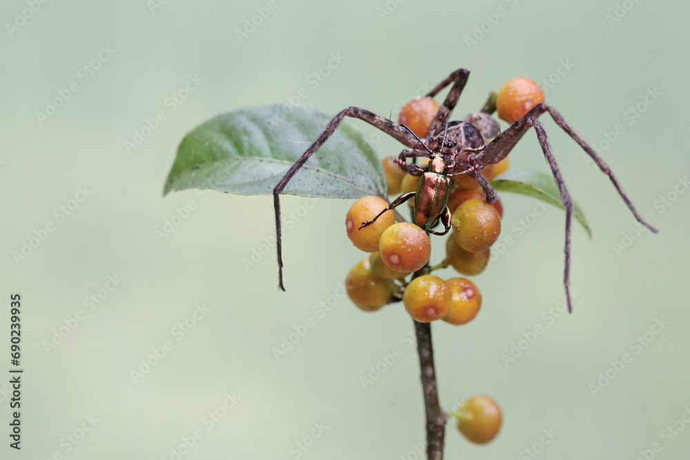A huntsman spider is hunting for prey on the branches of a ficus tree ...