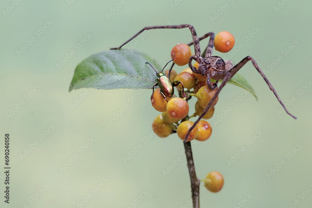 A huntsman spider is hunting for prey on the branches of a ficus tree ...