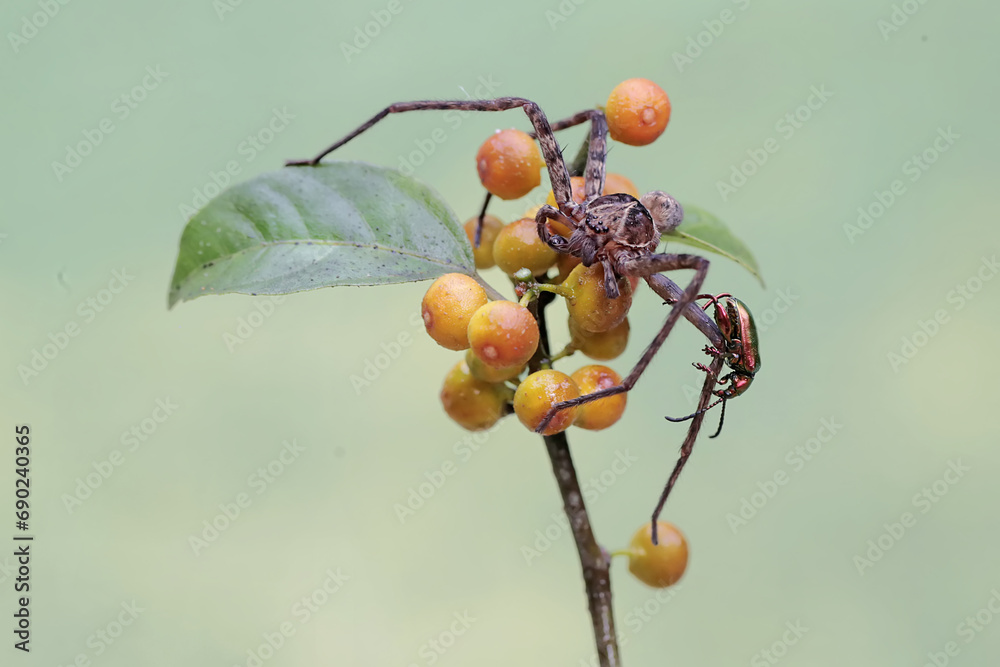 A huntsman spider is hunting for prey on the branches of a ficus tree ...