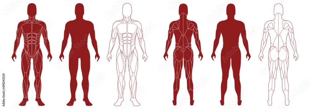 Male figure with anatomical muscles front and back view set. Red ...