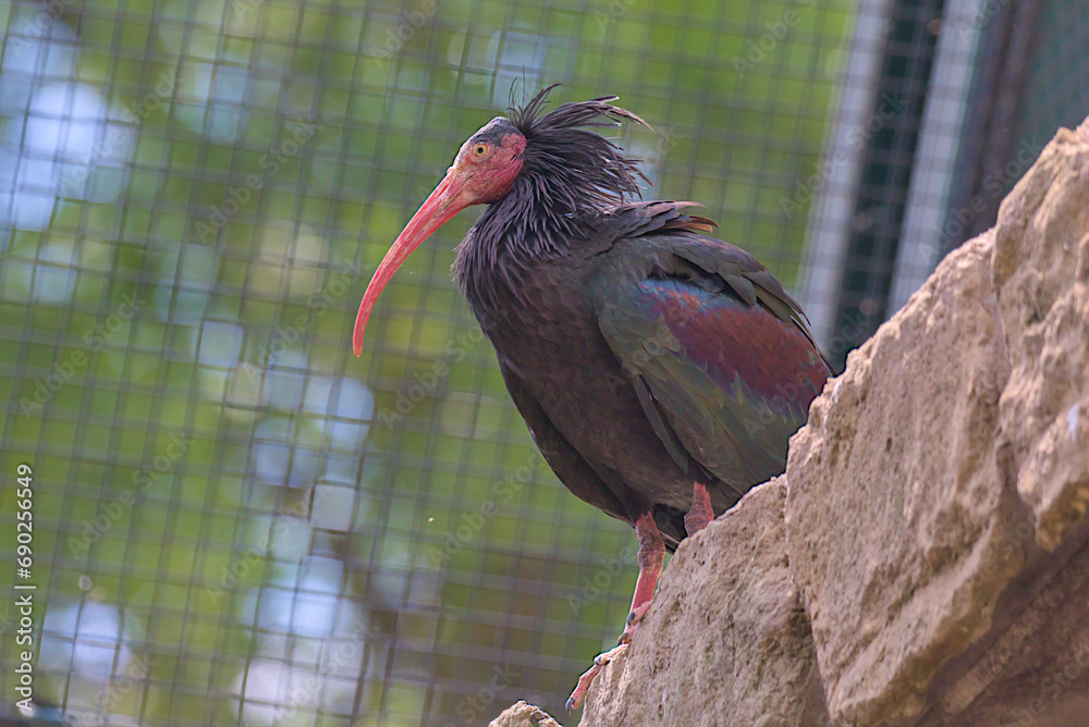 Natural bald ibis standing on a rock. The forest ibis, or mountain ibis ...