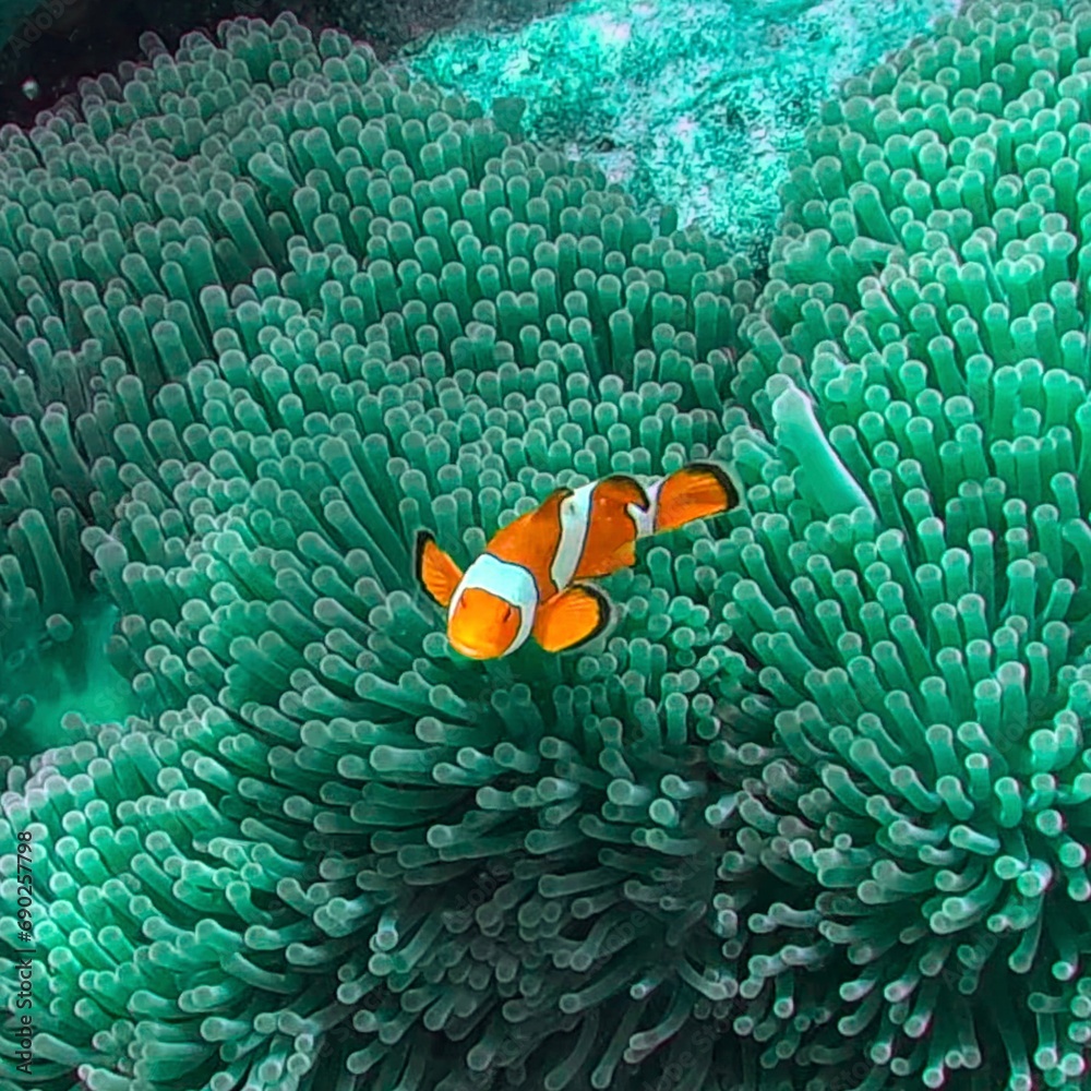 Koh Surin Island in the Andaman sea Thailand teaming with colourful ...