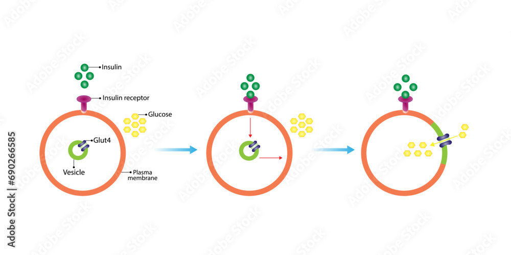 Insulin mechanism of action, regulates glucose metabolism and glucose ...