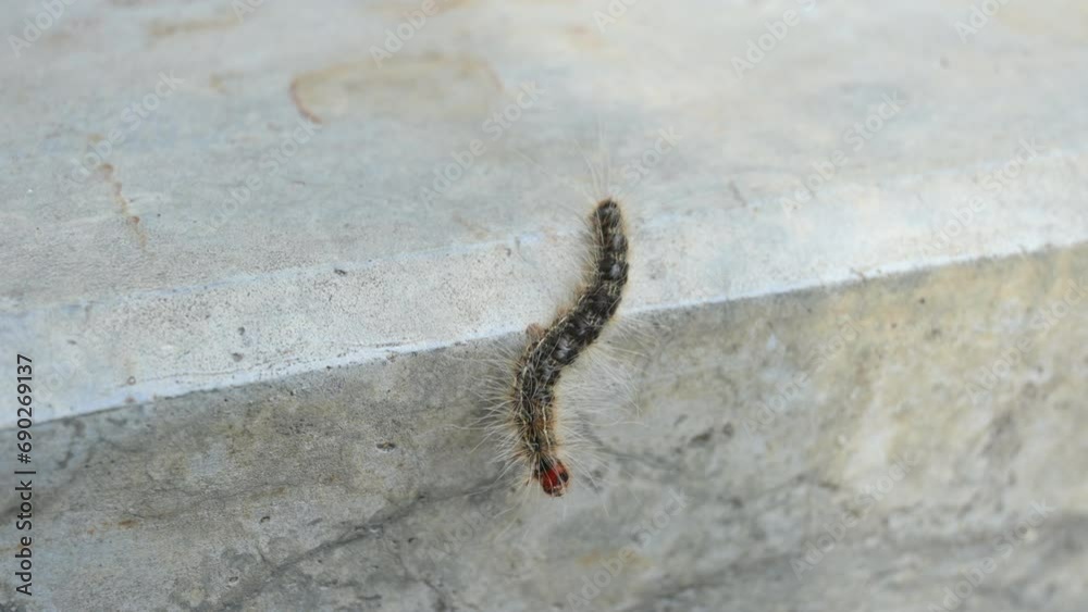 Gypsy moth Lymantria dispar. close up macro a gypsy moth. Its whole ...