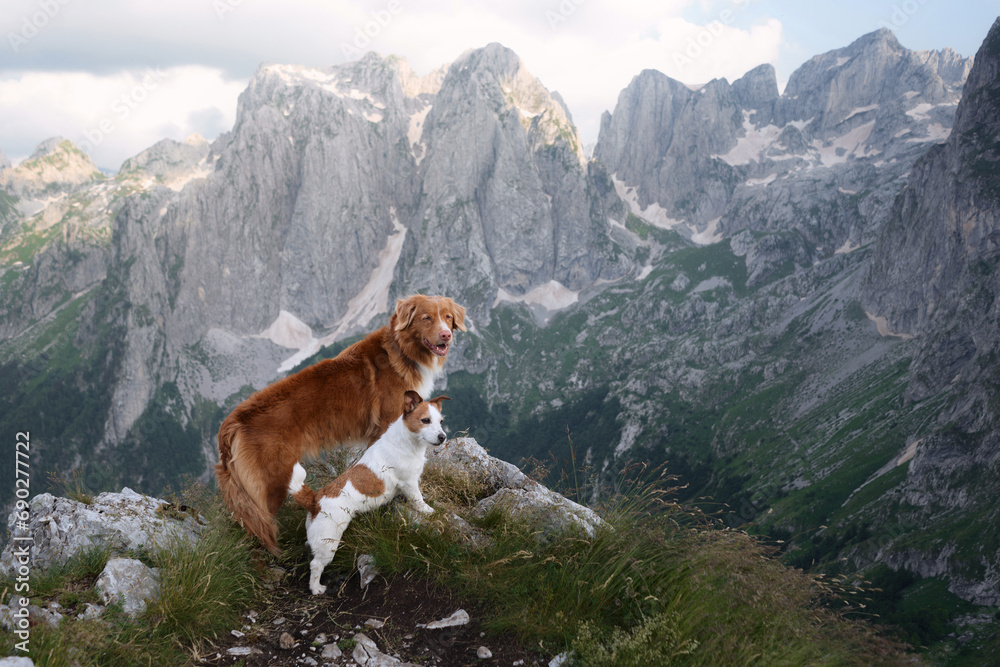 A Nova Scotia Duck Tolling Retriever and a Jack Russell Terrier rest in ...